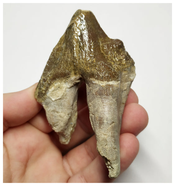T139 - Rare Huge 3.54 Inch Basilosaurus (Whale Ancestor) Molar Rooted – Jurassic-Dreams.com