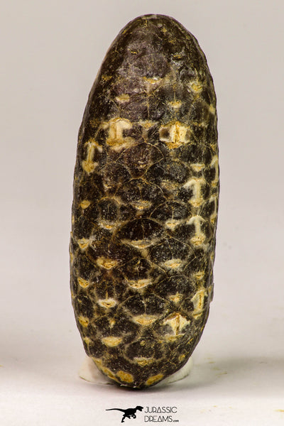 Great Collection of 3 Fossilized Silicified Pine Cones EQUICALASTROBUS Eocene Sahara Desert ...