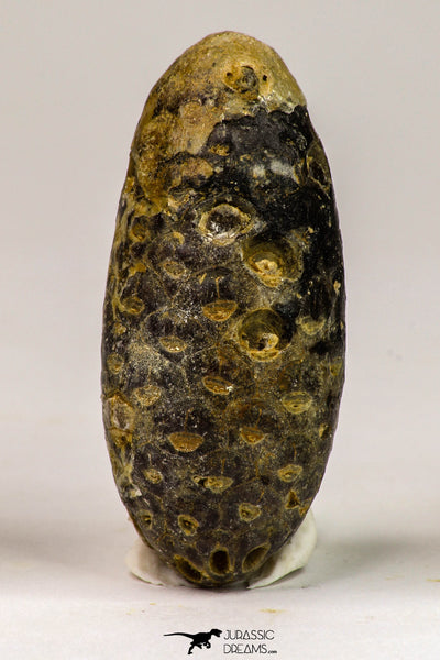 Great Collection of 3 Fossilized Silicified Pine Cones EQUICALASTROBUS Eocene Sahara Desert ...