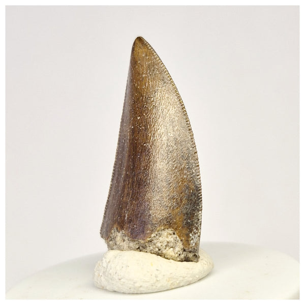 1428 - Eocarcharia dinops Dinosaur Tooth - Cretaceous Elrhaz Fm Tenere ...