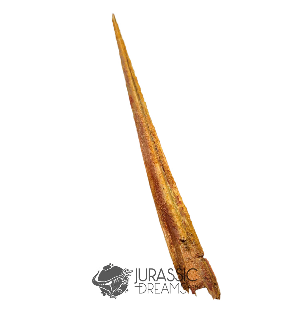 20022 - Rare Cretaceous Azhdarchid Pterosaur Xericeps curvirostris Jaw ...