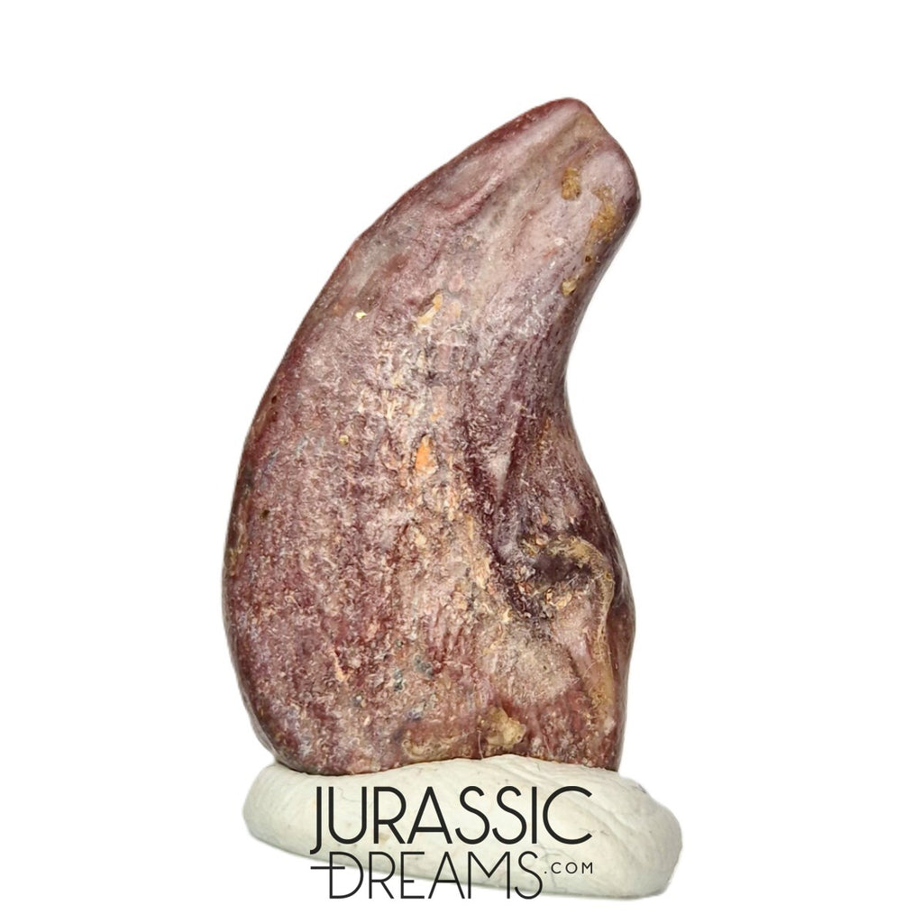 J223 - Top Rare Killer Unidentified Theropod Dinosaur Claw - Lower Cre ...
