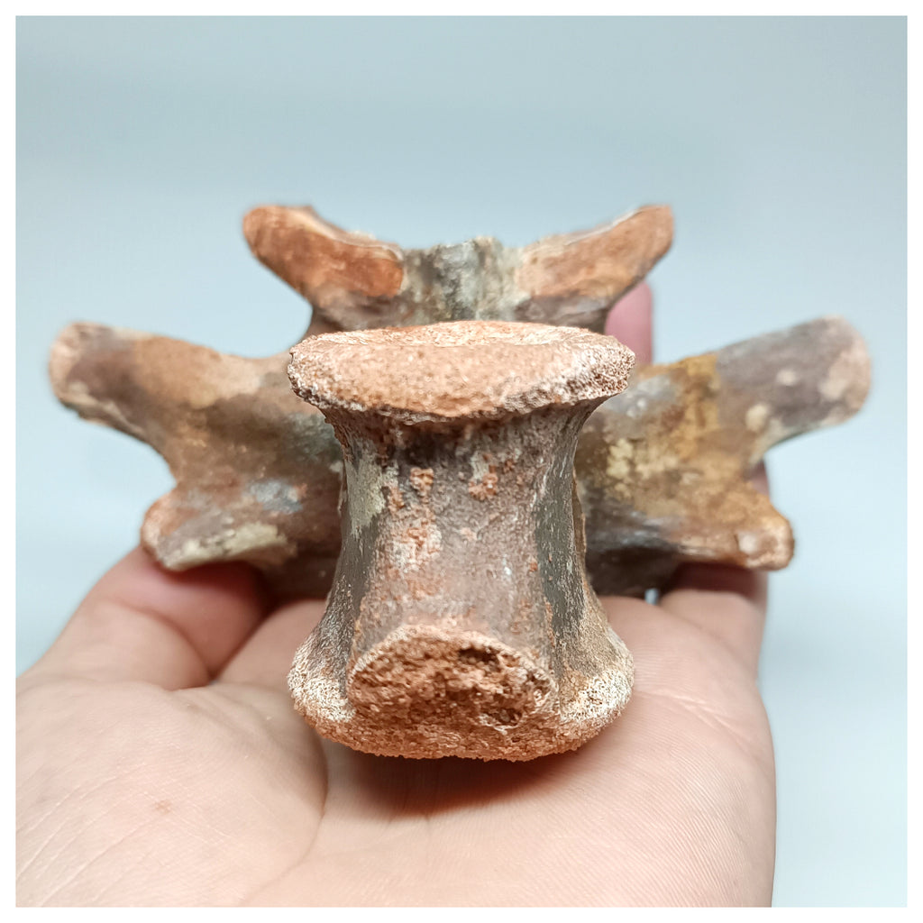 1117 - Complete Unidentified Crocodile Dorsal Vertebra Bone Late Creta ...