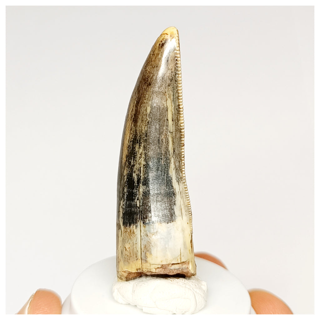 1300 - Rare Afrovenator abakensis Megalosaurid Dinosaur Tooth Jurassic ...