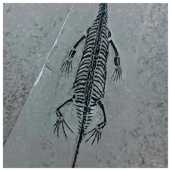 Nicely Preserved Keichousaurus hui Early Triassic Reptile Huxia ...