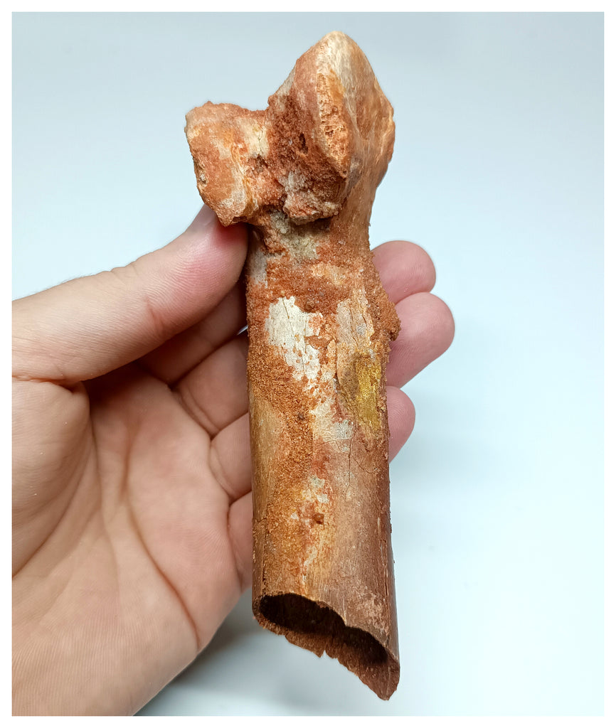 1145- Rare Cretaceous Azhdarchid Pterosaur Metacarpal Bone KemKem Beds ...