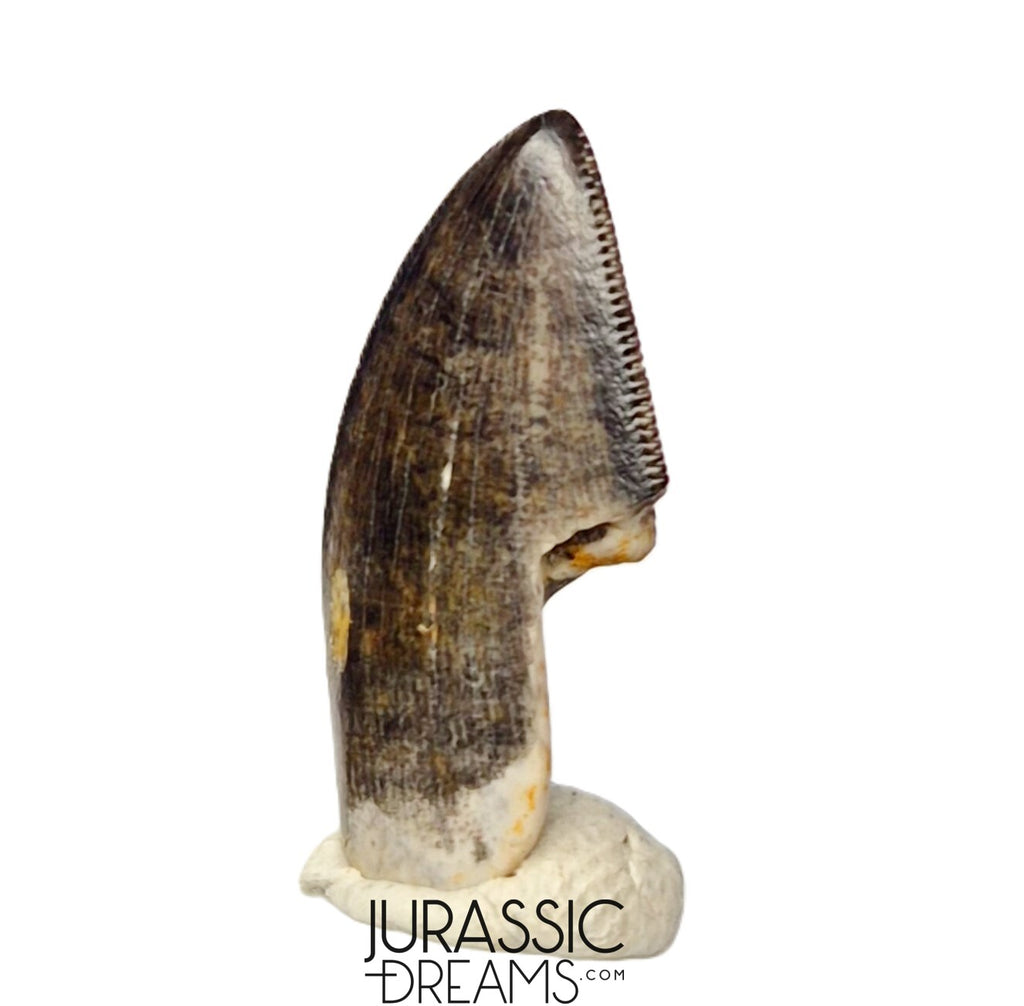 J425 - Tyrannosaur Dinosaur Tooth - Nanotyrannus sp - Late Cretaceous ...