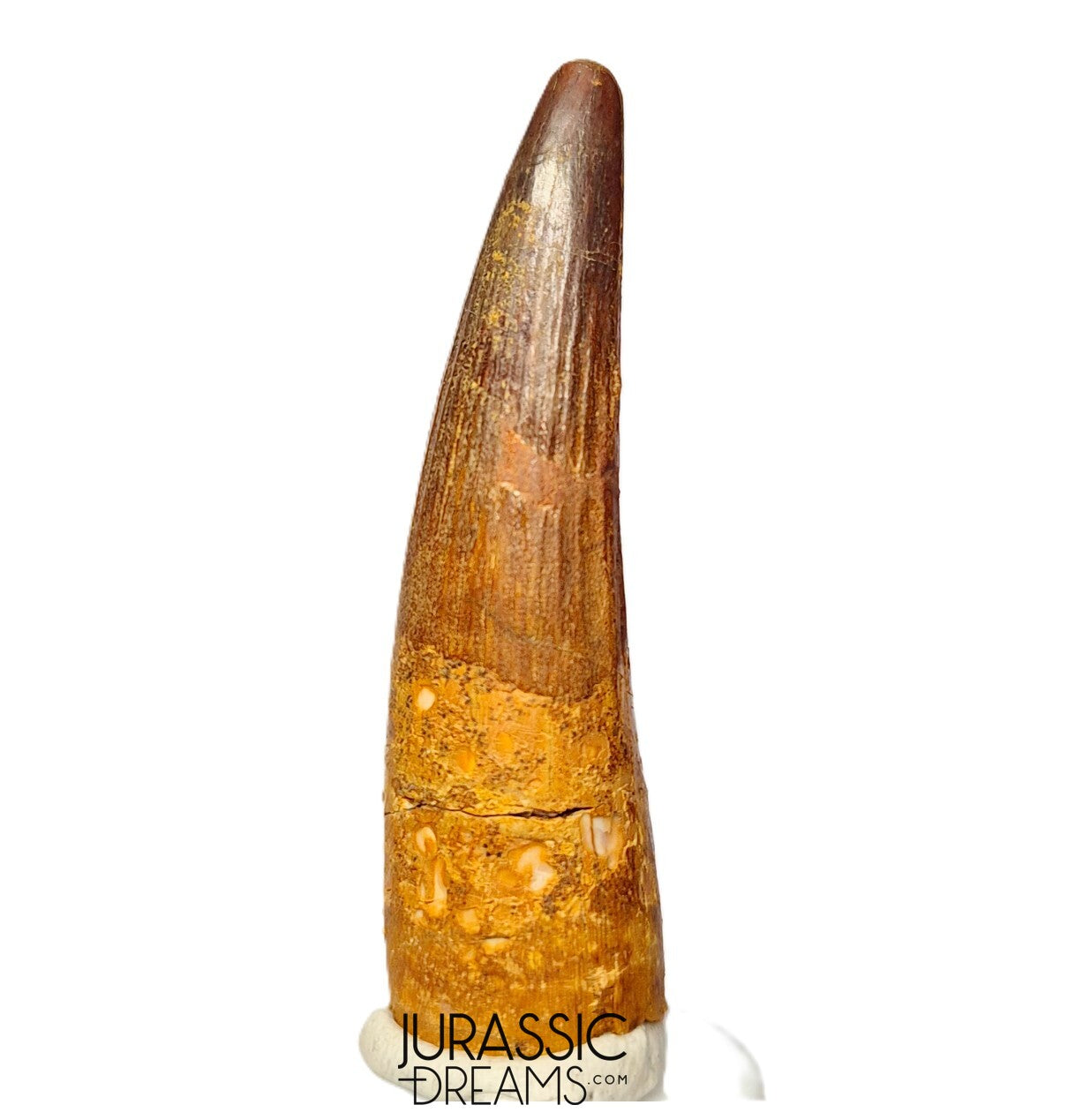 S365 - Nicely Preserved Spinosaurus aegyptiacus Dinosaur Tooth - Red S ...