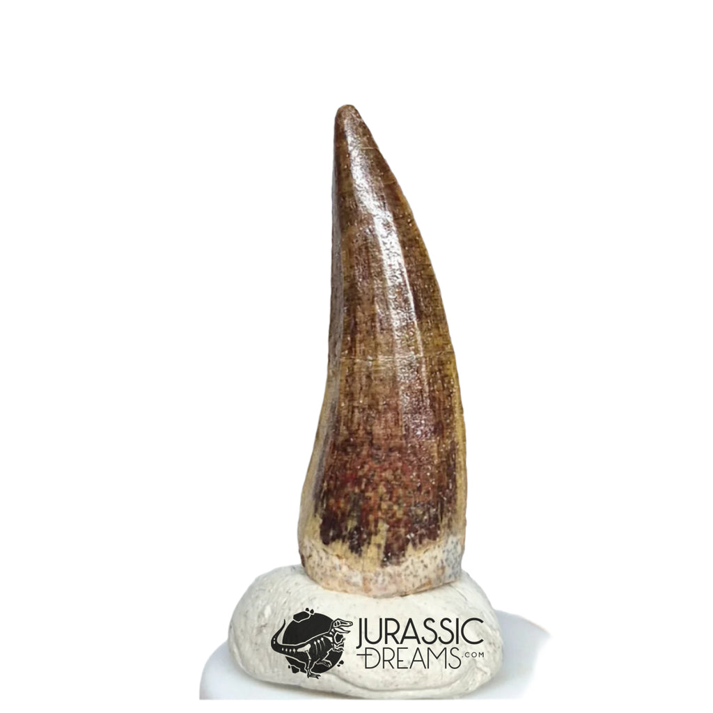 20500- Nicely Preserved Suchomimus tenerensis Dinosaur Tooth – Jurassic ...