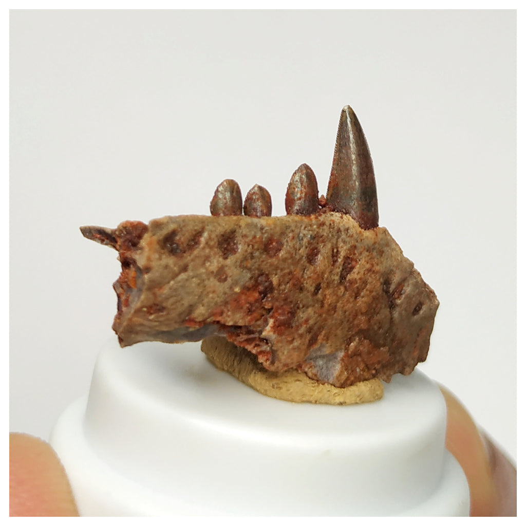 J104 - Museum Grade Undescribed Pseudosuchia "Dog-faced Crocodile" Par ...