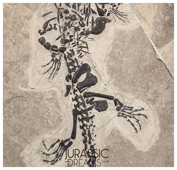 Interesting Genuine Partially disarticulated Keichousaurus hui skeleton ...