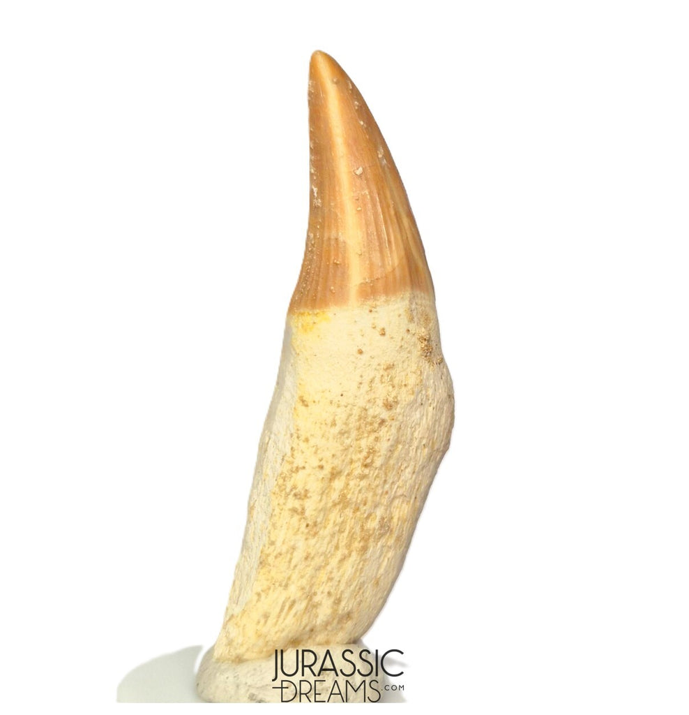 Finest Grade Gavialimimus almaghribensis (Rare Mosasaur species) Rooted ...
