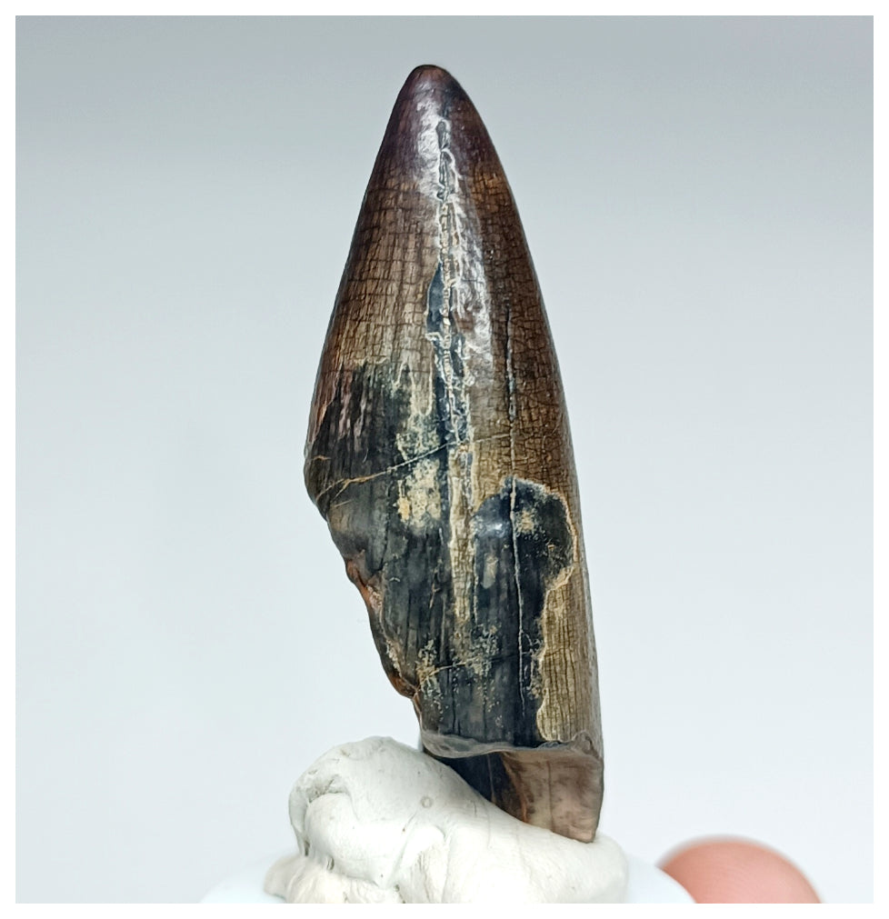 1191 - Gem Grade Sarcosuchus imperator Crocodile Tooth - Lower Cretace ...