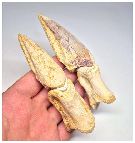1496 - Museum Grade Spinosaurus aegyptiacus Dinosaur Partial Toe with ...