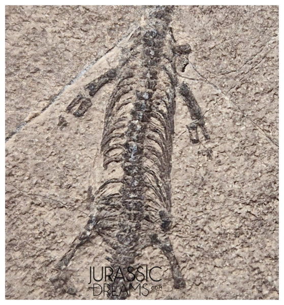 Superb Top Quality Juvenile Baby Keichousaurus hui Early Triassic ...