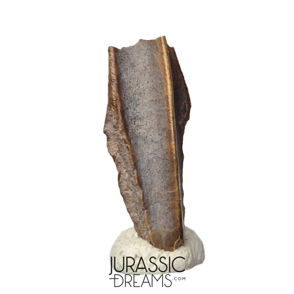 Large Edmontosaurus Hadrosaurid "duck-billed" Ornithopod Dinosaur Tooth ...