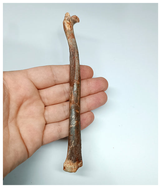1072 - Museum Grade Unidentified Pterosaur Femur Bone Cretaceous KemKe ...