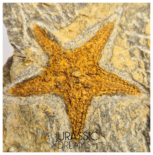 Nicely Preserved Petraster Ordovician Starfish Tiouririne Formation ...