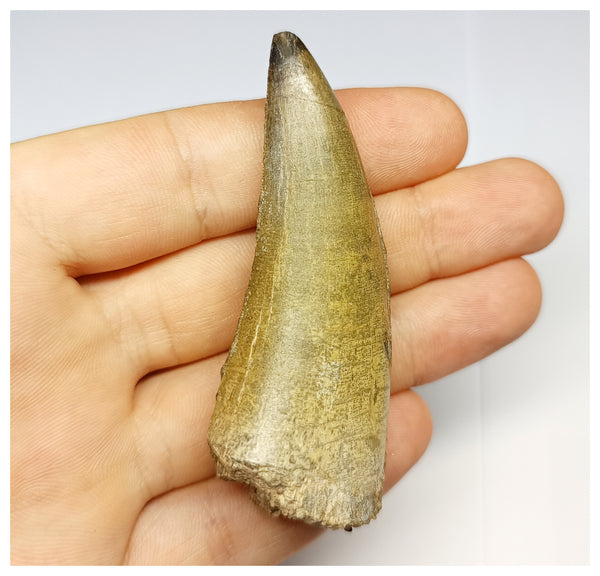 1324 - Eocarcharia dinops Dinosaur Tooth - Cretaceous Elrhaz Fm Tenere ...