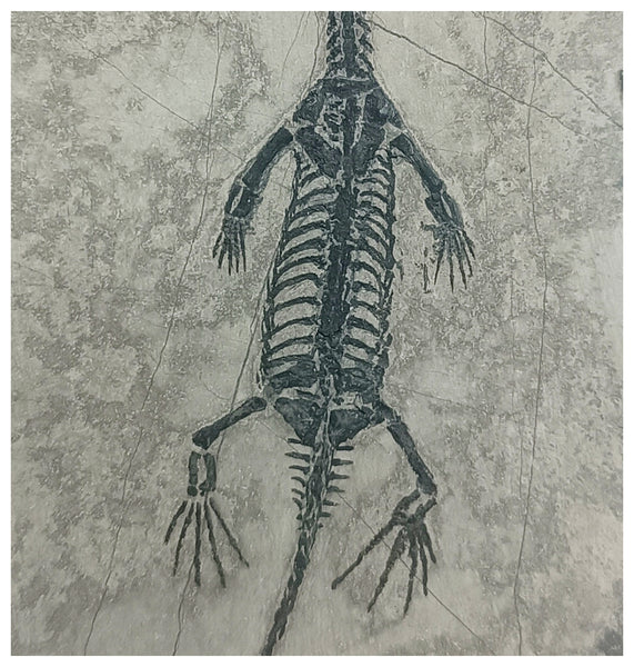 Nicely Preserved Keichousaurus hui Early Triassic Reptile Huxia ...