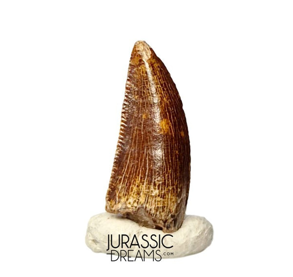 S390 - Nicely Preserved Abelisaurid (cf Rugops sp) Dinosaur Tooth - Cr ...
