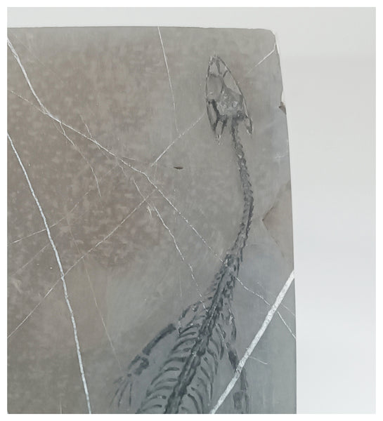 Nicely Preserved Keichousaurus hui Early Triassic Reptile Huxia ...