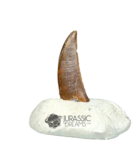 20359 - Nicely Preserved Kryptops palaios Abelisaurid Theropod Dinosau ...