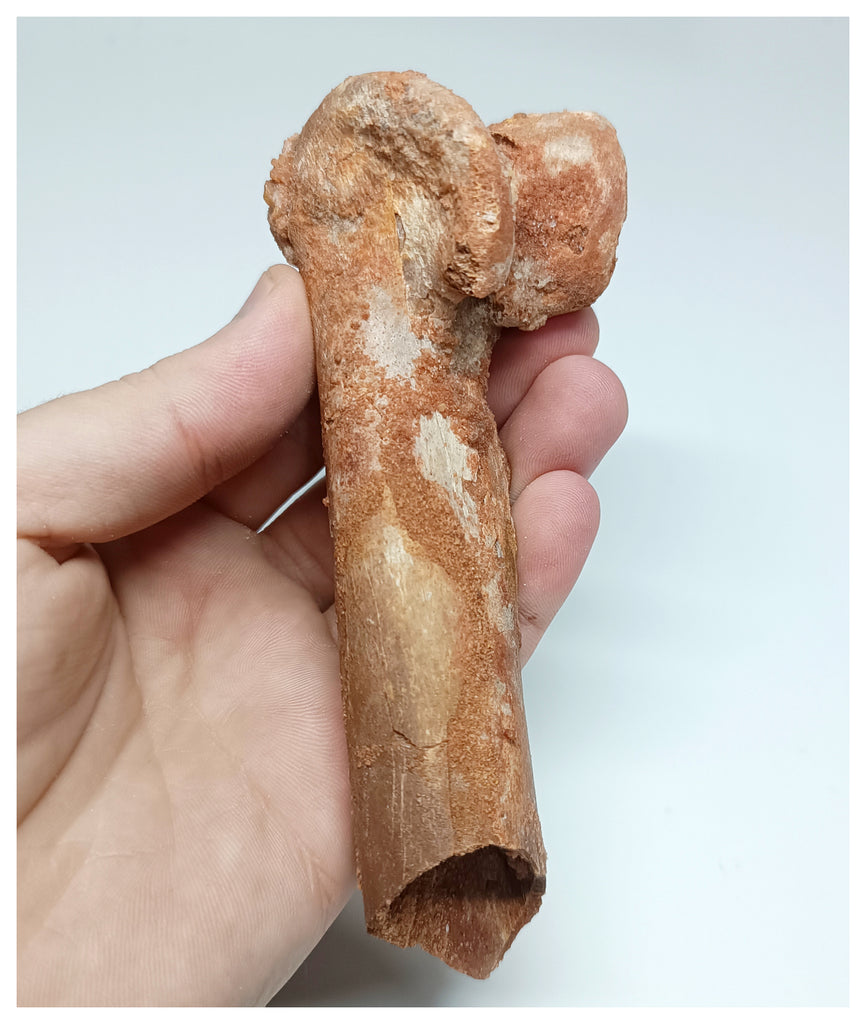 1145- Rare Cretaceous Azhdarchid Pterosaur Metacarpal Bone KemKem Beds ...