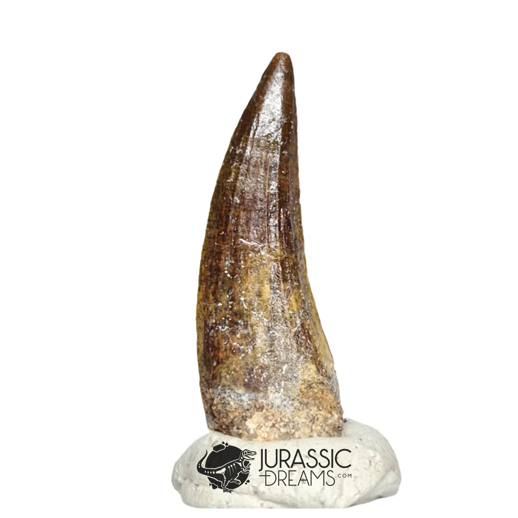 20500- Nicely Preserved Suchomimus tenerensis Dinosaur Tooth – Jurassic ...