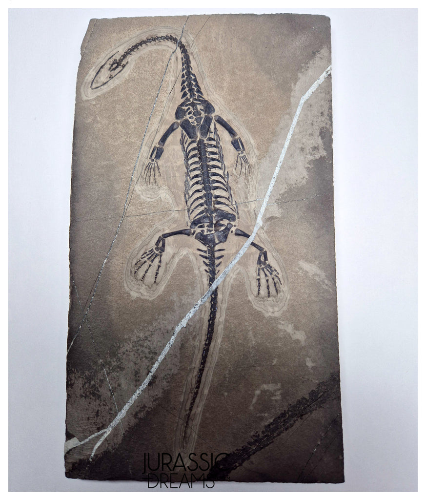 Large & Nicely Preserved Keichousaurus hui Early Triassic Marine ...