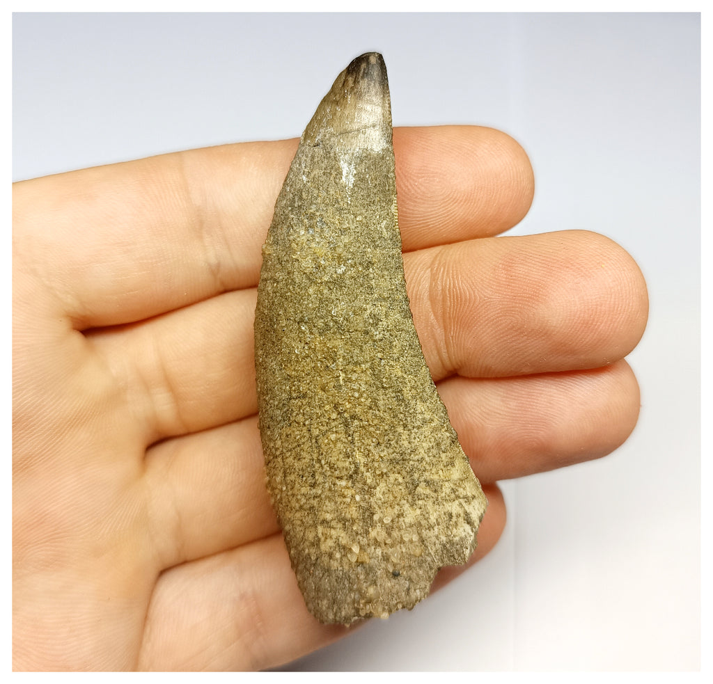 1324 - Eocarcharia dinops Dinosaur Tooth - Cretaceous Elrhaz Fm Tenere ...