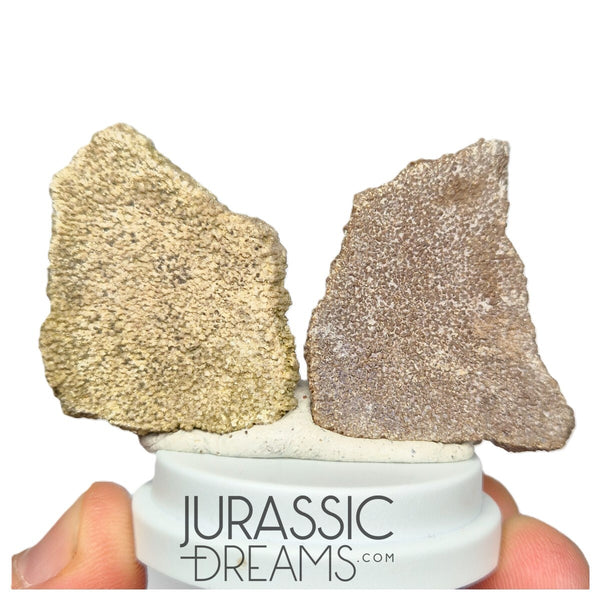 Exceedingly Rare Set of 2 Large Saltasaurus Titanosaur Egg Shells ...