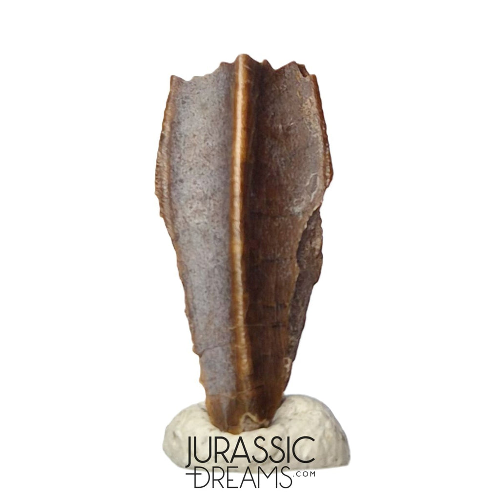 Large Edmontosaurus Hadrosaurid "duck-billed" Ornithopod Dinosaur Tooth ...