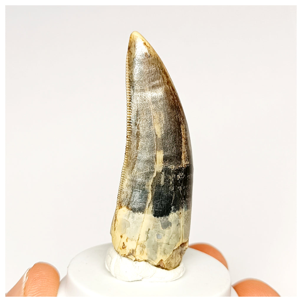 1300 - Rare Afrovenator abakensis Megalosaurid Dinosaur Tooth Jurassic ...