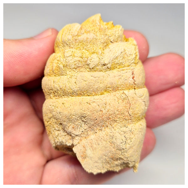 2033 - Coprolite with Digested Fish Scales from Icthyophagous Reptile ...