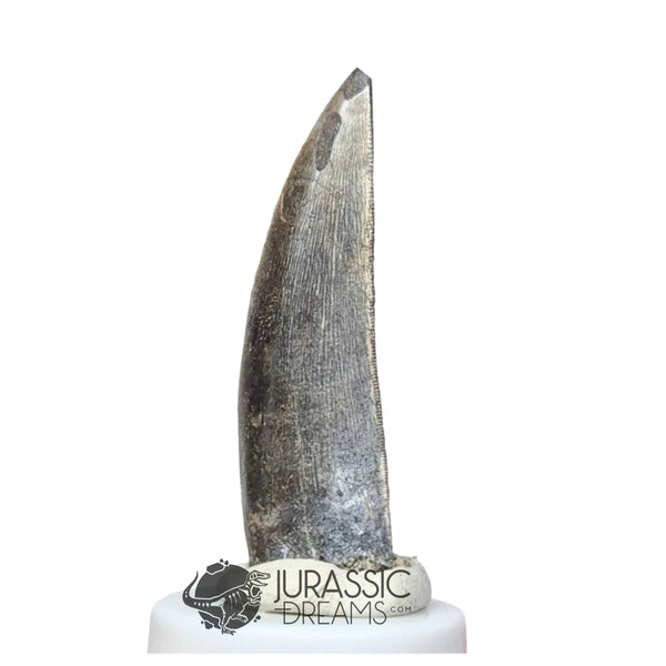 20030 - Large Kryptops palaios Abelisaurid Theropod Dinosaur Tooth - C ...