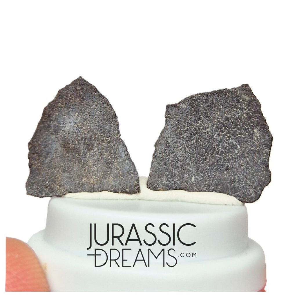 Exceedingly Rare Hadrosaurid (cf Maisaura peeblesorum) Set of 2 Egg ...