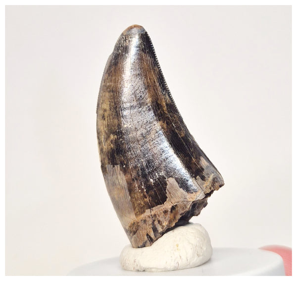 4000 - Museum Grade Serrated Tyrannosaurus rex Dinosaur Tooth from Mon ...