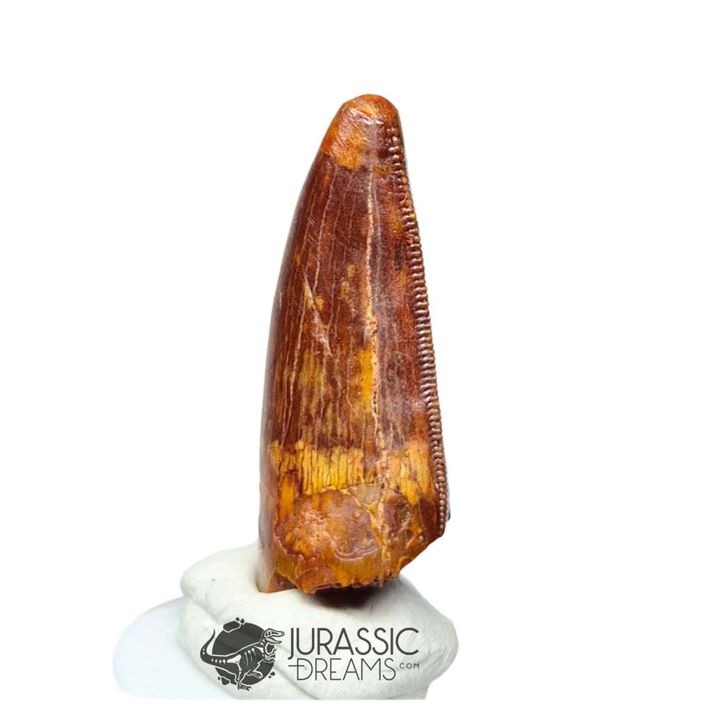 20172 - Finest Grade Carcharodontosaurus saharicus Dinosaur Premaxilla ...