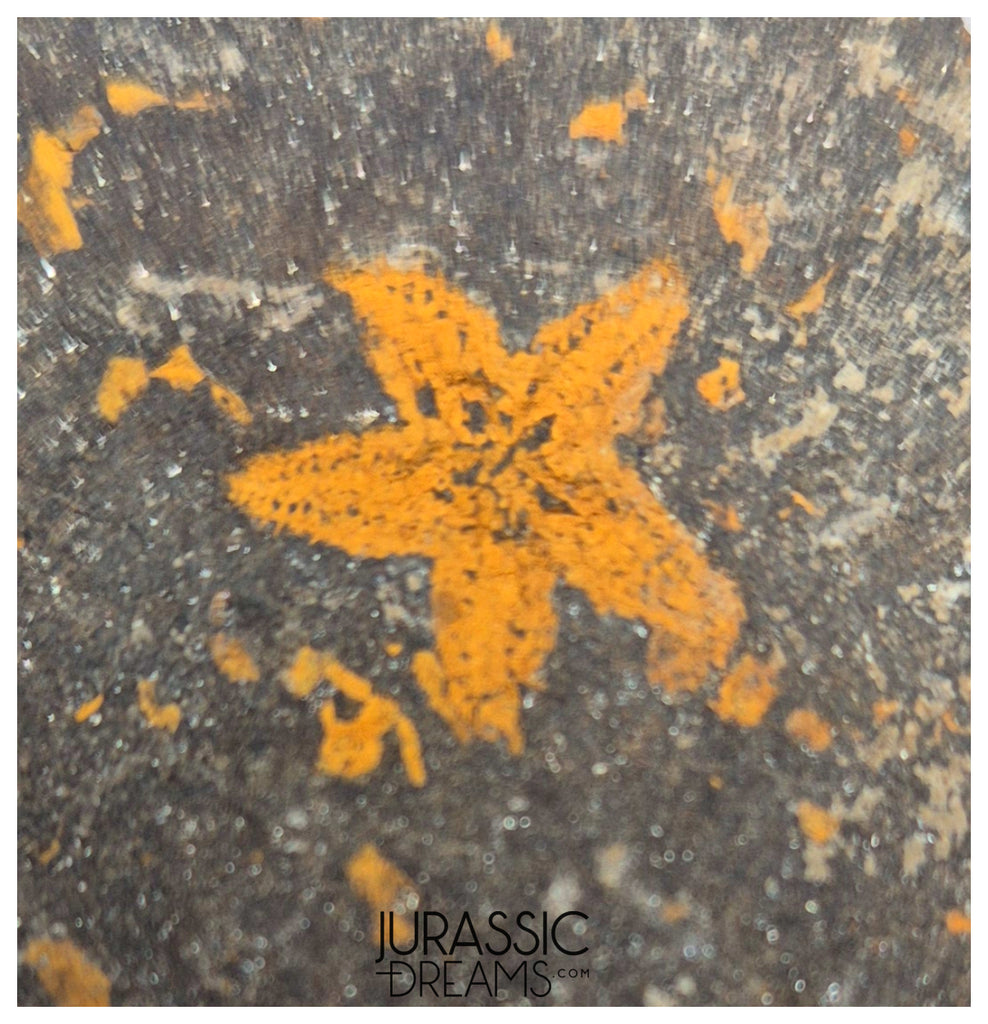 S257 - Nicely Preserved Petraster Ordovician Starfish + Carpoid ...