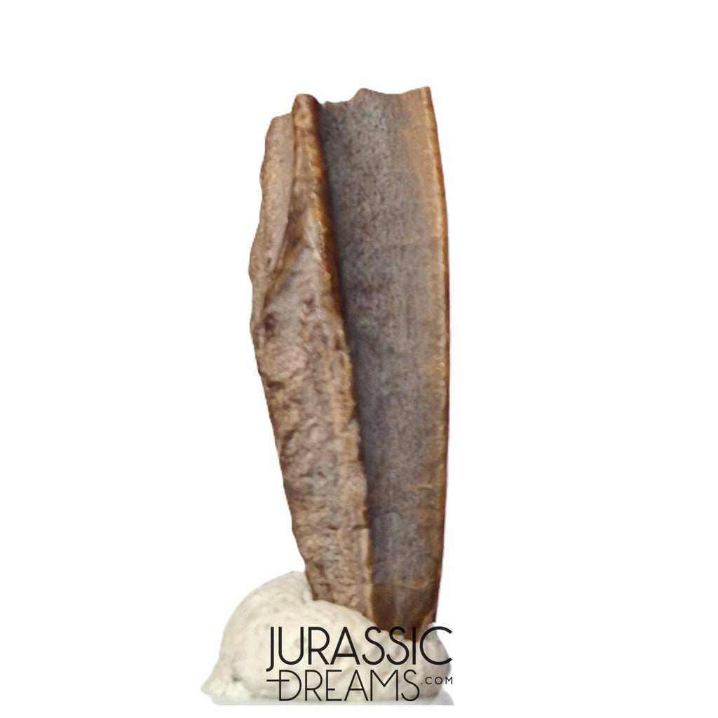 Large Edmontosaurus Hadrosaurid "duck-billed" Ornithopod Dinosaur Tooth ...