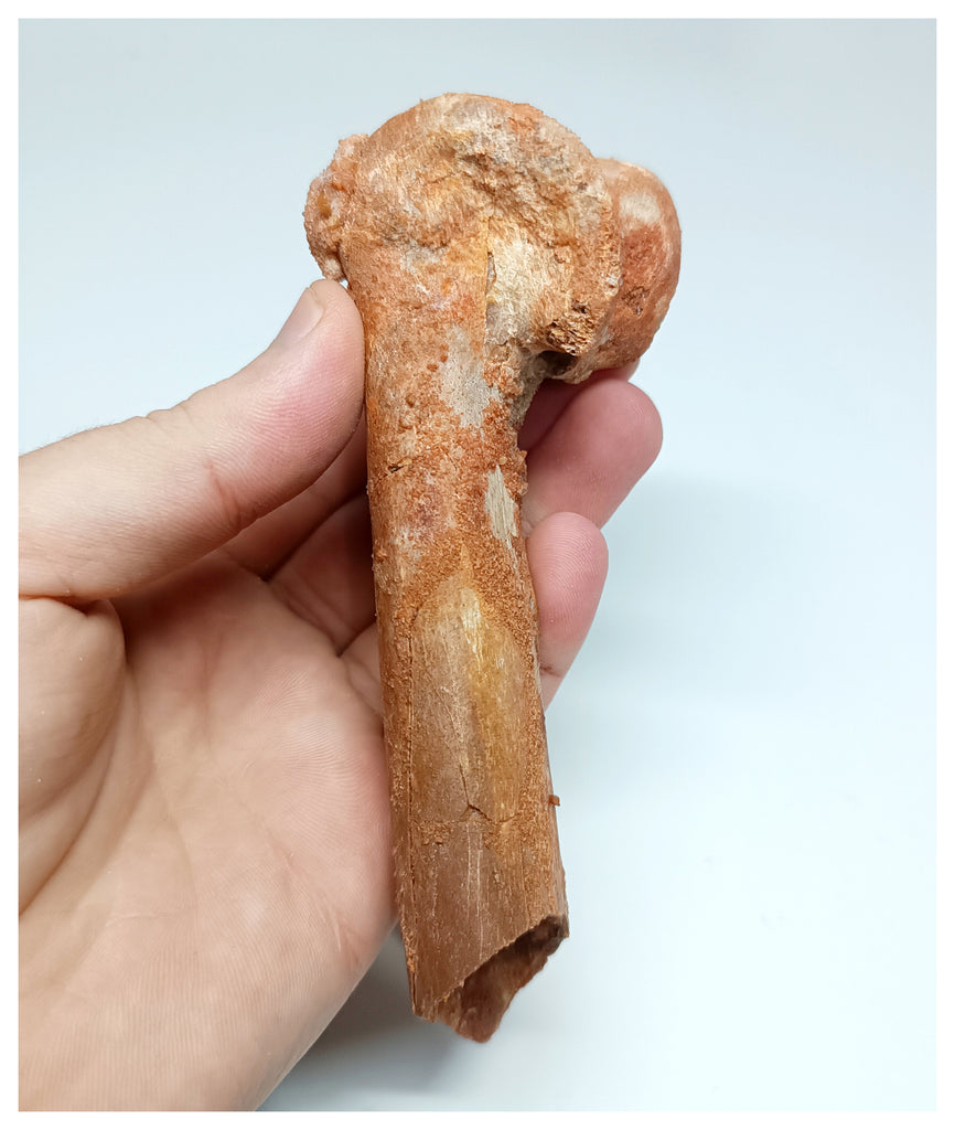 1145- Rare Cretaceous Azhdarchid Pterosaur Metacarpal Bone KemKem Beds ...