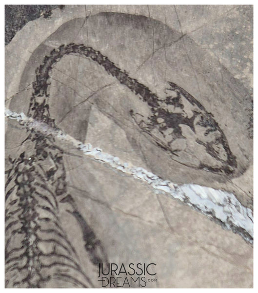 Top Well Preserved Keichousaurus hui Early Triassic Marine Reptile ...