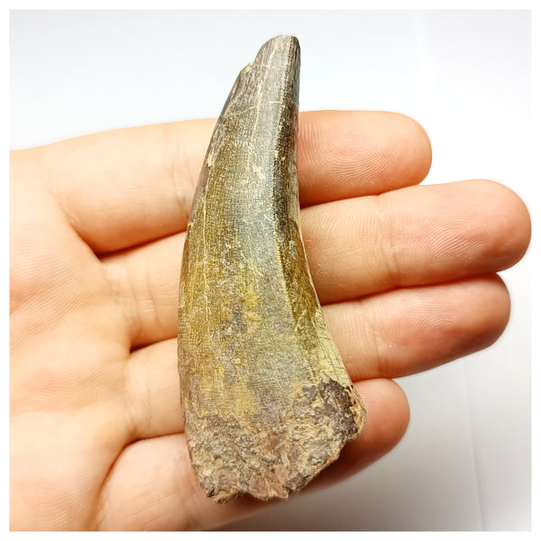 1342 - Eocarcharia dinops Dinosaur Tooth - Cretaceous Elrhaz Fm Tenere ...
