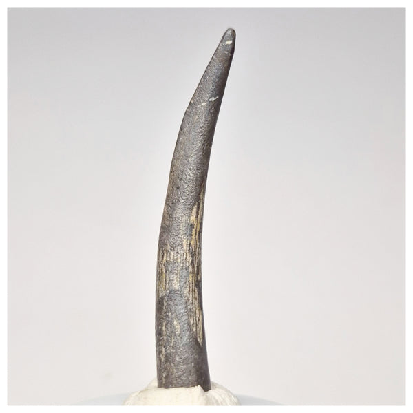 1566 - Top Rare Ornithocheirid Pterosaur Tooth - Lower Cretaceous - El ...