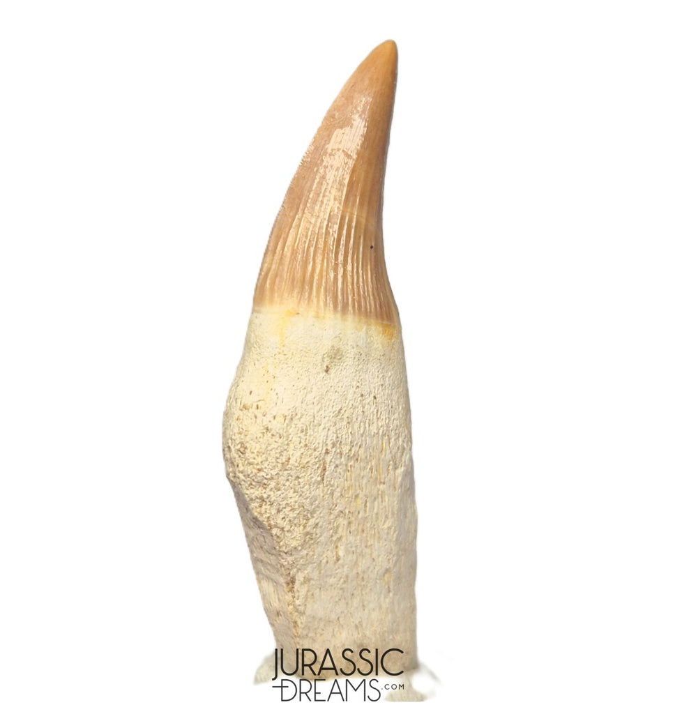 Finest Grade Gavialimimus almaghribensis (Rare Mosasaur species) Rooted ...