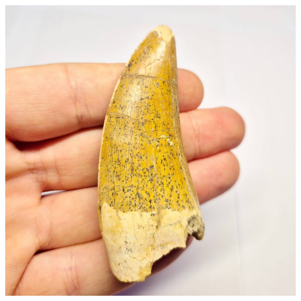 1388- Nicely Preserved Premaxillary Carcharodontosaurus saharicus Dino ...
