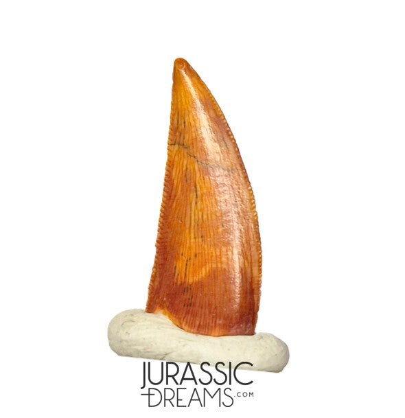 S272 - Gem Grade Abelisaurid (cf Rugops sp) Dinosaur Tooth - Cretaceou ...