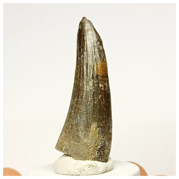 1345 - Rare Suchomimus tenerensis Spinosaurid Dinosaur Tooth - Cretace ...