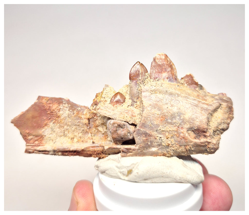 1519 - Top Rare Hamadasuchus Cretaceous Crocodile Partial Left Dentary ...
